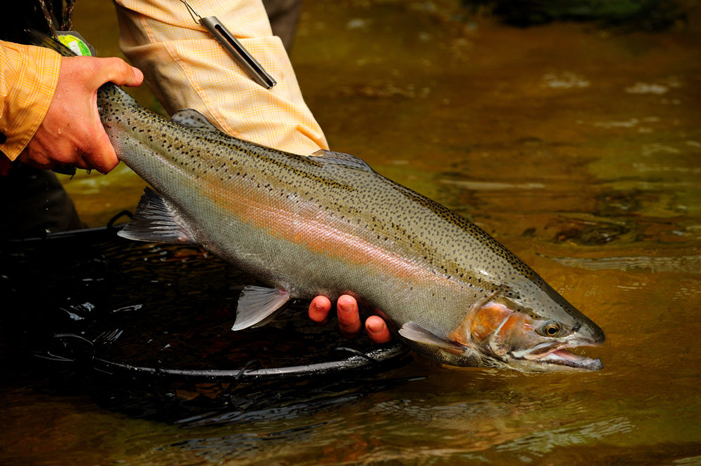 The Fish | HomeWaters Club