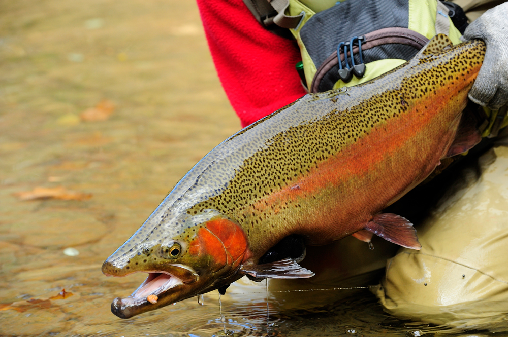 The Fish | HomeWaters Club